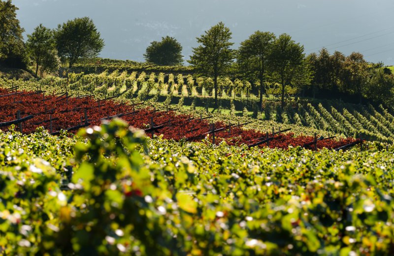 Cantina Girlan Aventura Wines