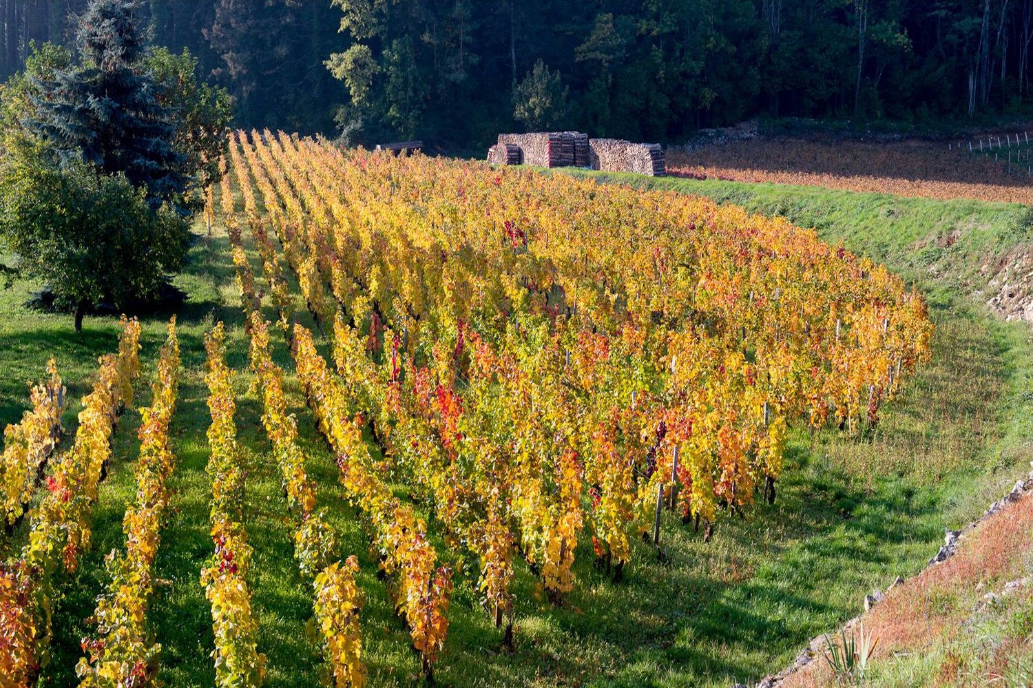 Domaine Jean-Michel Guillon Aventura Wines