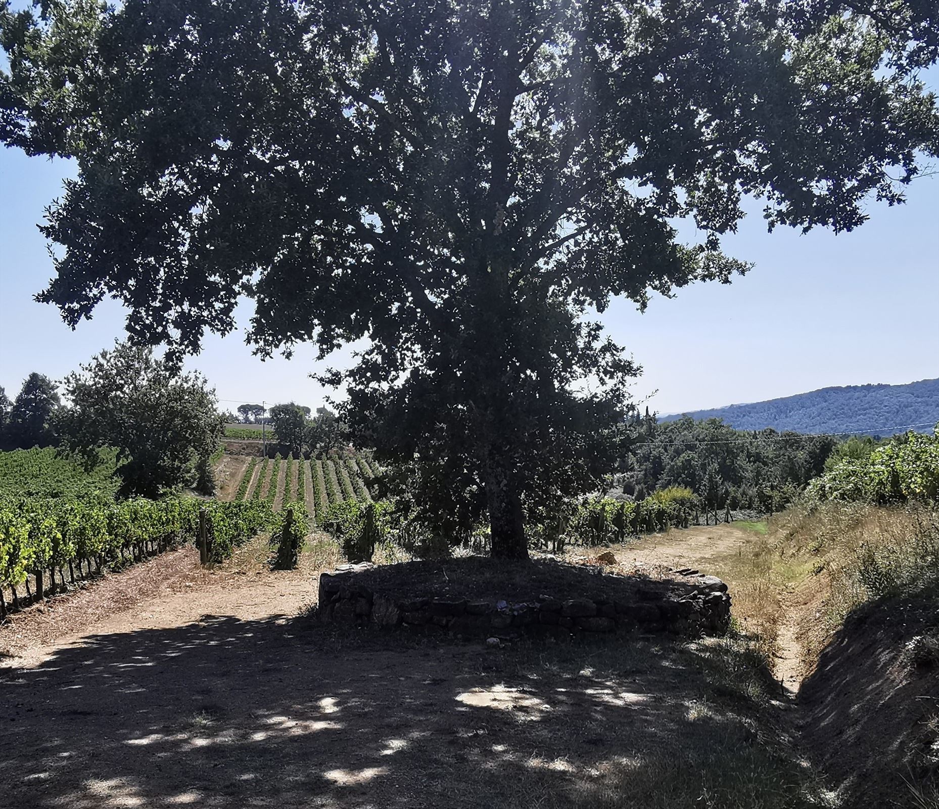 Tenuta Licinia Aventura Wines