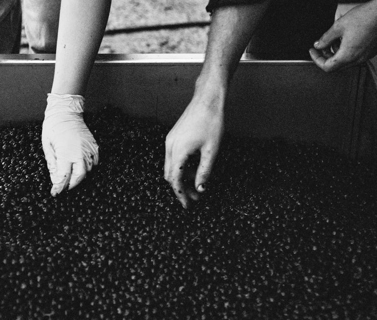 Tenuta Licinia Aventura Wines