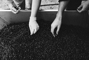 Tenuta Licinia Aventura Wines